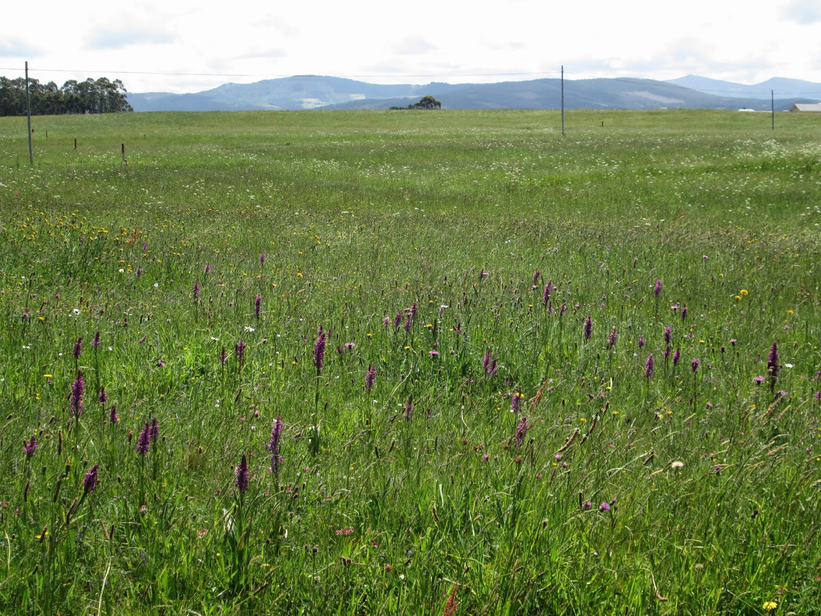 Aves de Villadún-Penarronda: Praderas naturales en la franja litoral